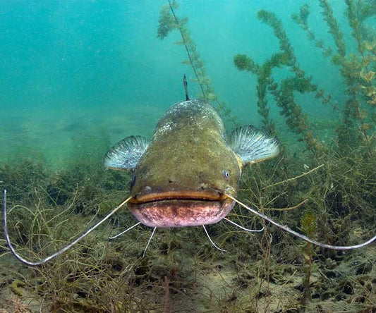 Do Catfish Have Teeth? A Deep Dive into Their Dental Anatomy – Reel ...